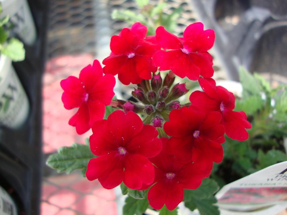 Verbena x hybrida Tukana® Raspberry - Garden.org