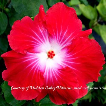 Tropical Hibiscus (Hibiscus rosa-sinensis 'Cherry Glow') in the ...
