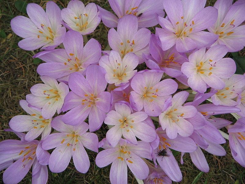 False Autumn Crocus (Colchicum lusitanum) in the Colchicums Database ...