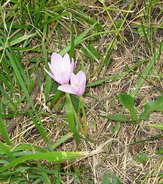 False Autumn Crocus (Colchicum alpinum) in the Colchicums Database ...