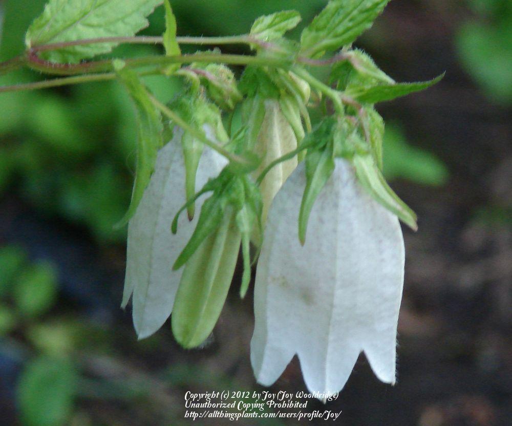 Spotted Bellflower (Campanula punctata 'Alba') in the Bellflowers ...