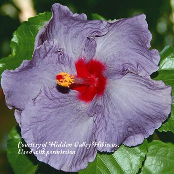 Tropical Hibiscus (Hibiscus rosa-sinensis 'Deep Purple') in the ...
