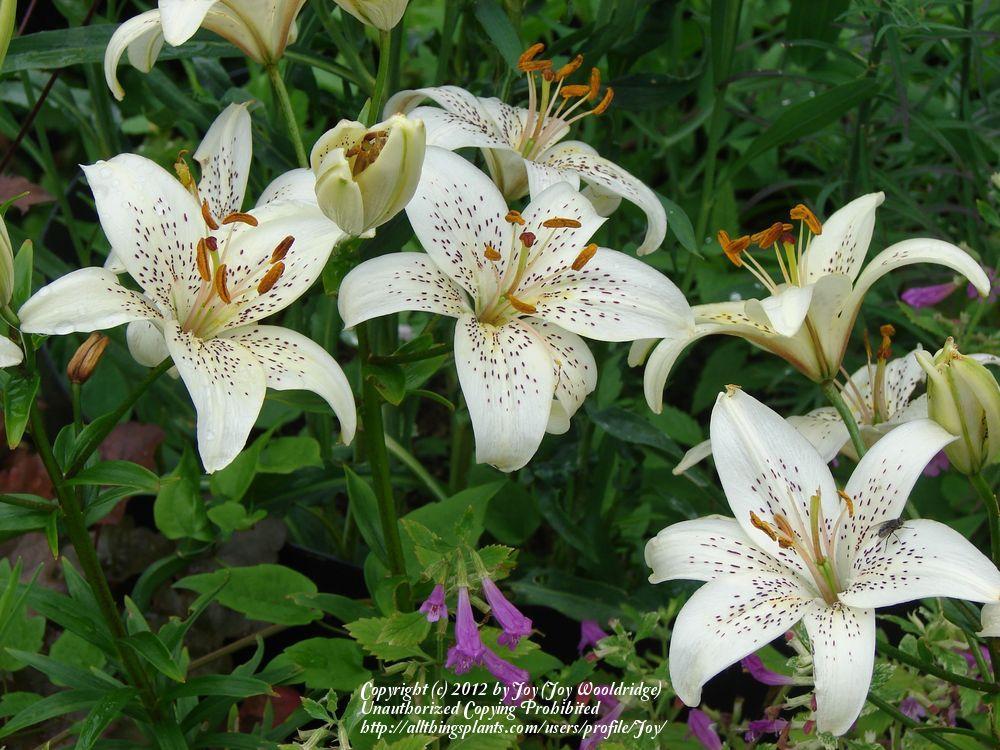Lily (Lilium 'Sterling Star') in the Lilies Database - Garden.org