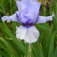 Photo of the bloom of Tall Bearded Iris (Iris 'Alien Mist') posted by ...