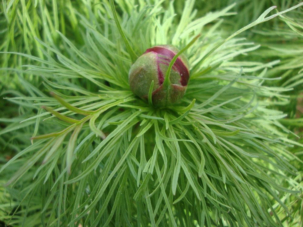 Photo of the closeup of buds, sepals and receptacles of Double Fernleaf ...