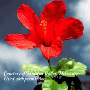 Mandrinette (Hibiscus fragilis) in the Hibiscus Database - Garden.org