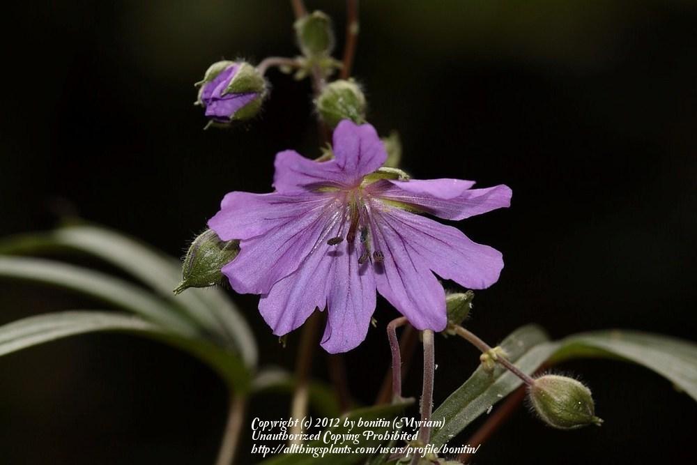 Geranium (Geranium linearilobum subsp. transversale) in the Geraniums ...