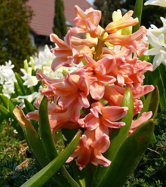 Photo of the bloom of Hyacinth (Hyacinthus orientalis 'Gipsy Queen ...