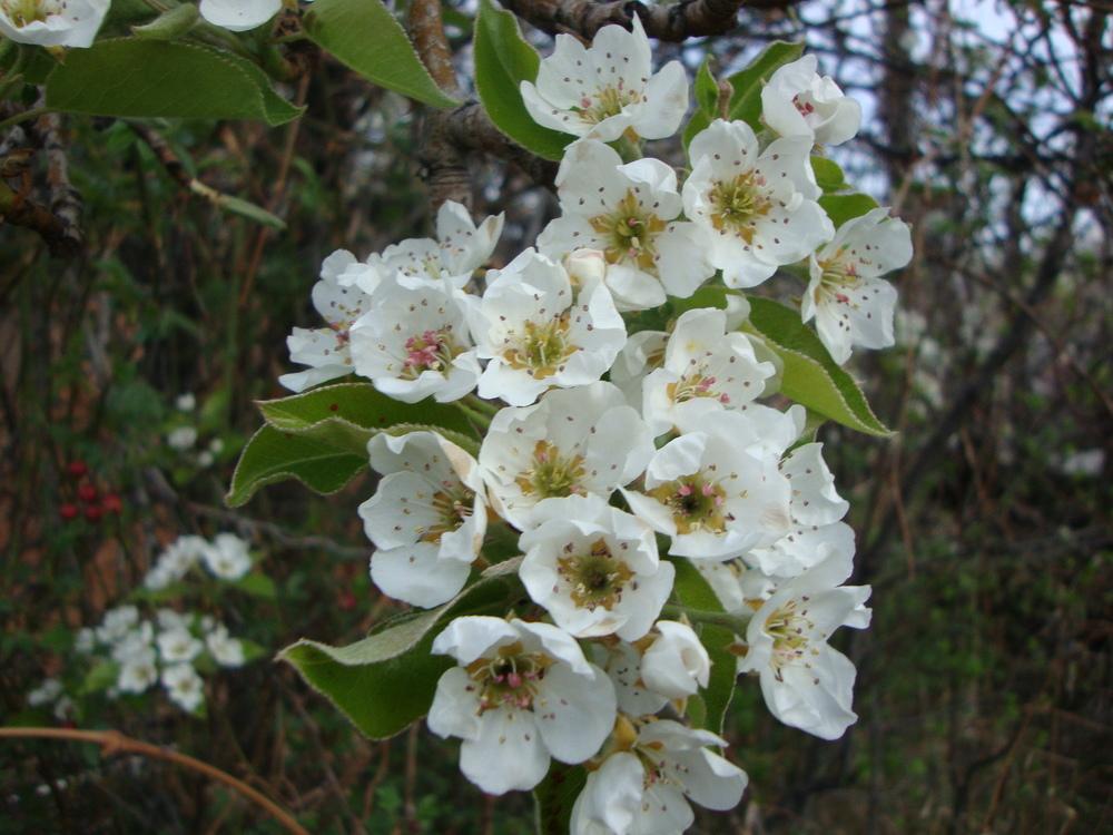 Photo of the bloom of Bartlett Pear (Pyrus communis 'Bon Chretien ...