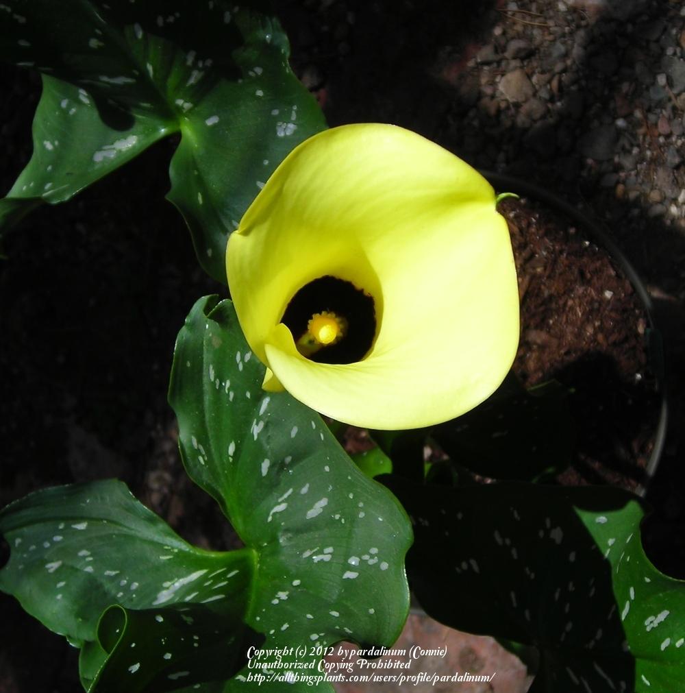 Calla Lily (Zantedeschia 'Black Magic') in the Callas Database - Garden.org