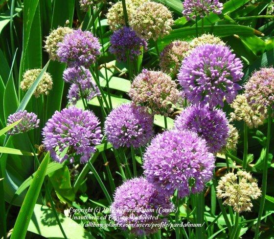 Photo of the bloom of Siberian Garlic Chives (Allium nutans) posted by ...