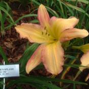 Daylily (Hemerocallis 'Painter's Splash') in the Daylilies Database - Garden.org