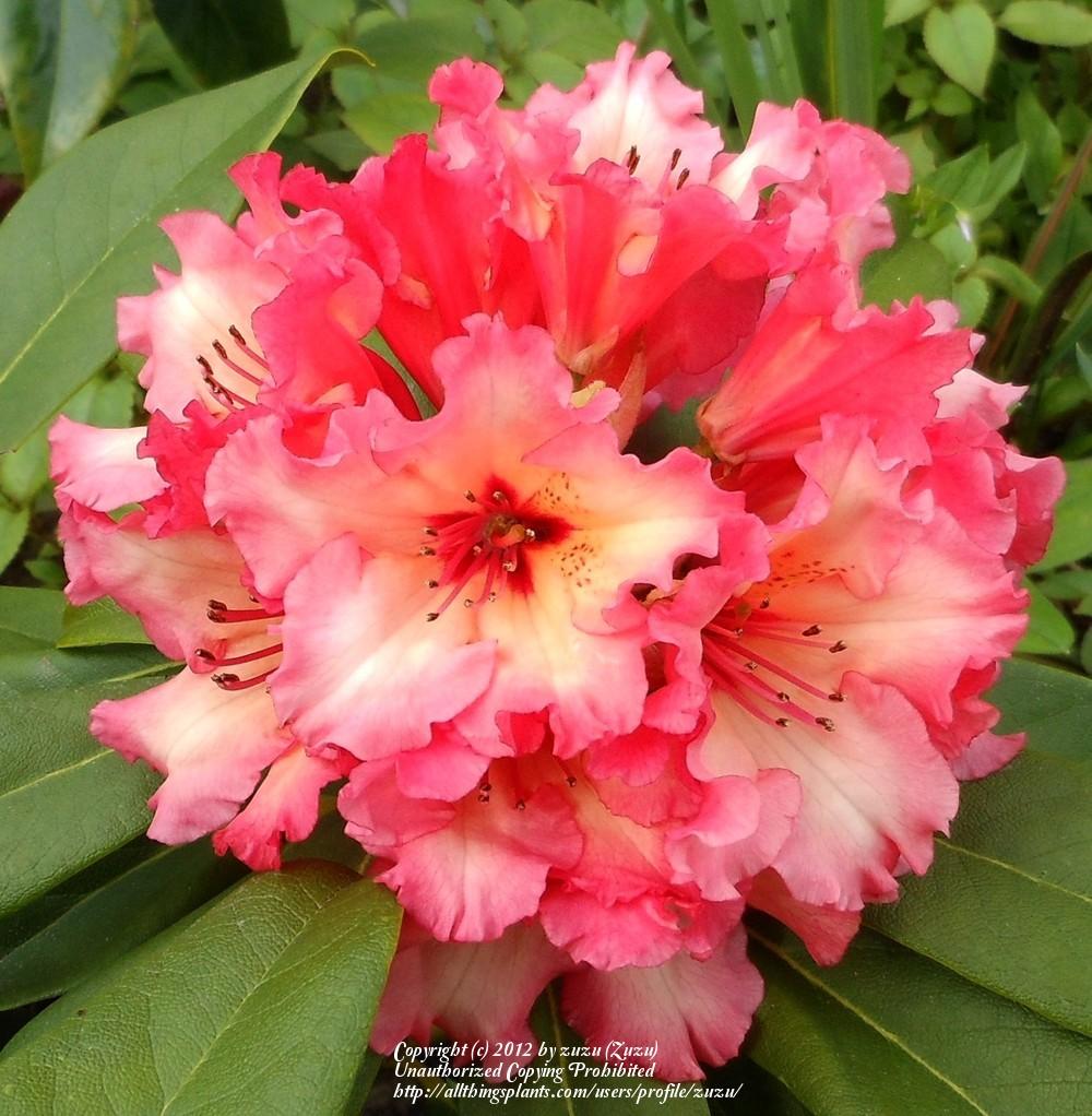 Photo of the bloom of Rhododendron 'Fire Rim' posted by zuzu - Garden.org