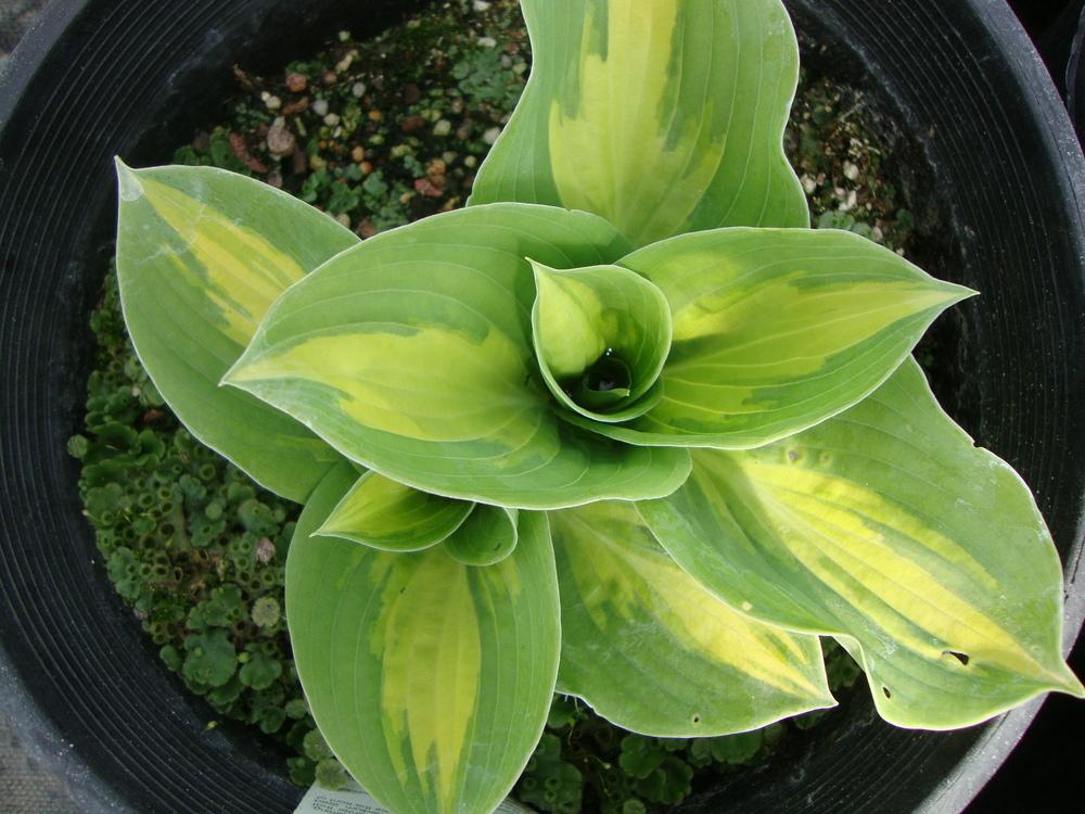 Photo of the entire plant of Hosta 'Popcorn' posted by Paul2032 ...