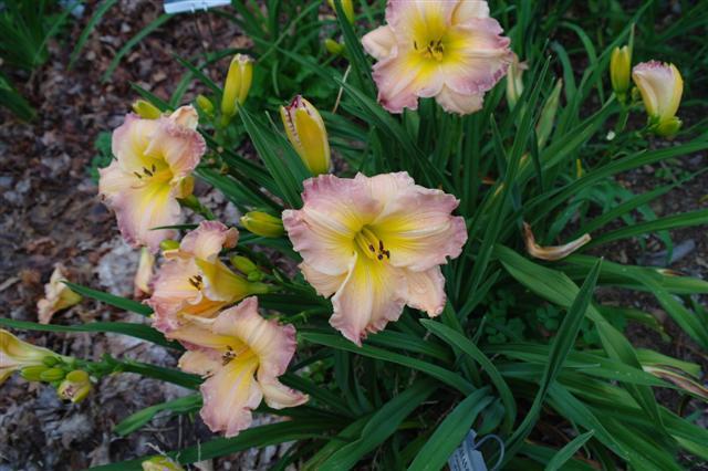 Daylily (Hemerocallis 'Pleasant Edging') in the Daylilies Database ...