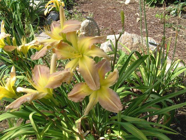 Photo of the bloom of Daylily (Hemerocallis 'Prague Spring') posted by ...