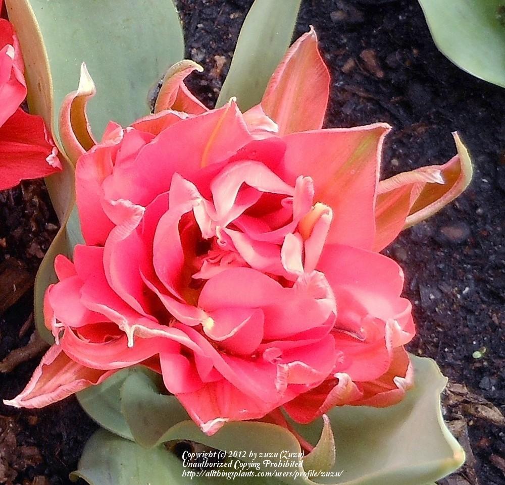 Double Early Tulip (Tulipa 'Toronto Double') in the Tulips Database ...