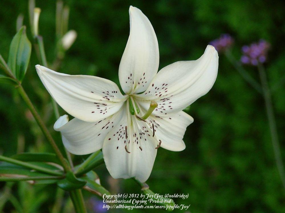 Photo of the bloom of Lily (Lilium 'White Tiger') posted by Joy ...
