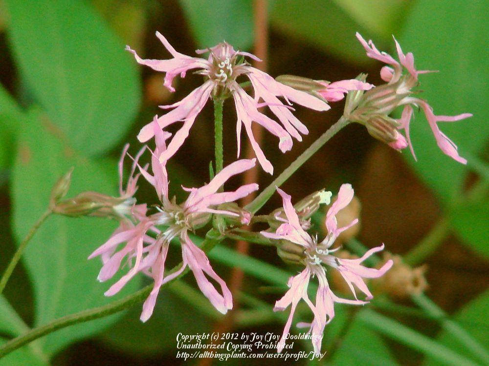 Dwarf Ragged Robin (Silene flos-cuculi 'Nana') - Garden.org