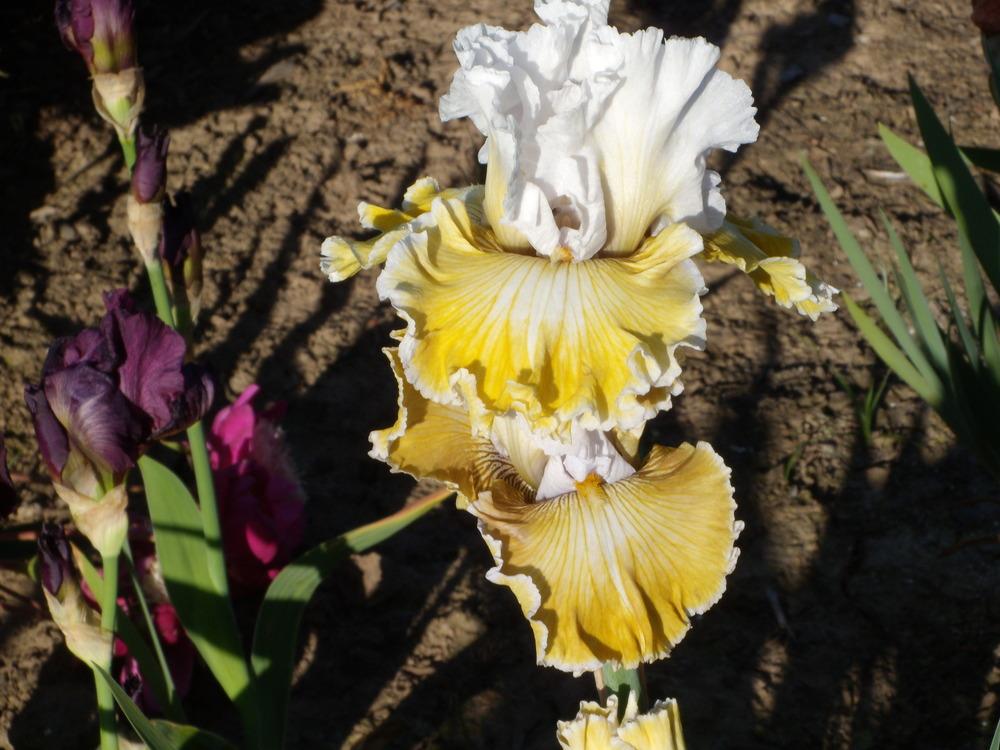 Photo of the bloom of Tall Bearded Iris (Iris 'Baby I Love You') posted ...