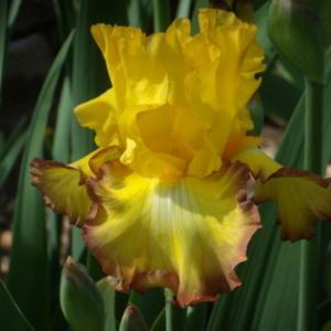 Tall Bearded Iris (Iris 'Bold Vision') in the Irises Database - Garden.org