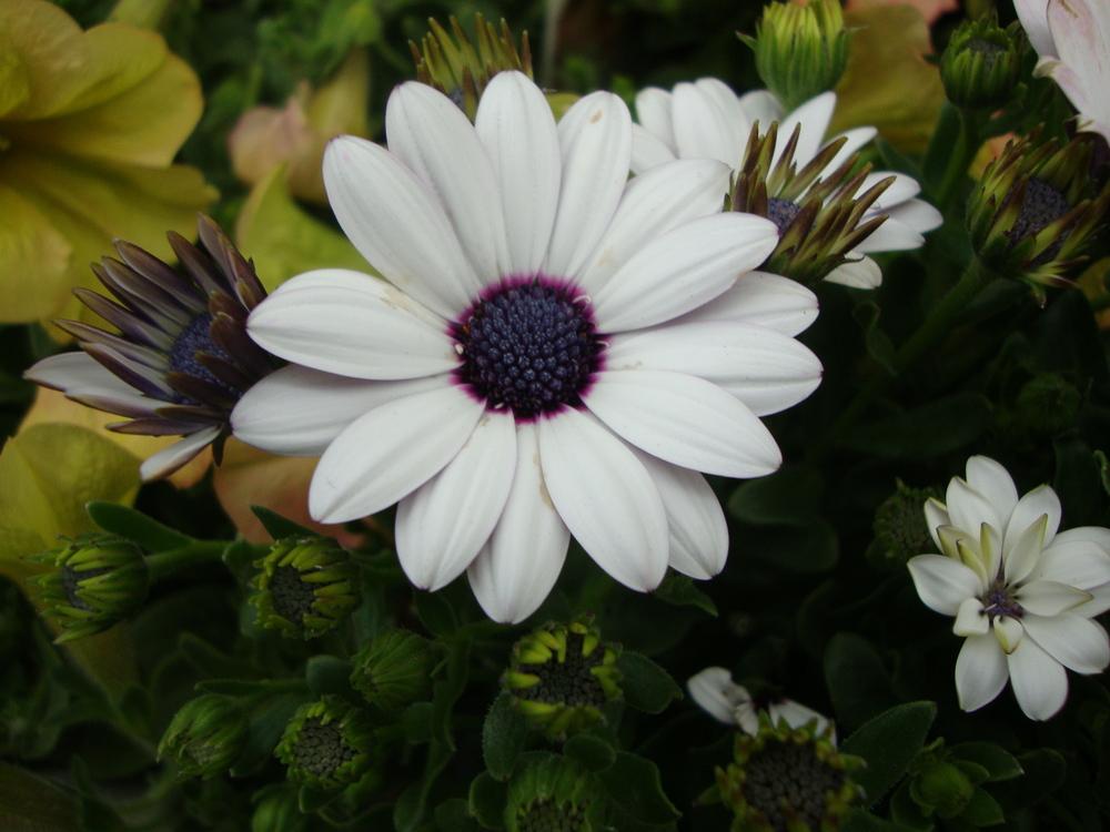 African Daisy (Dimorphotheca ecklonis Serenity™ White) - Garden.org