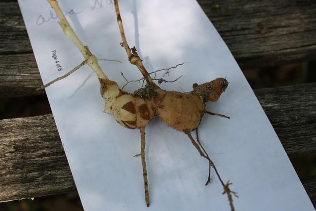 Photo of the roots of Saw Greenbrier (Smilax bona-nox) posted by gingin ...