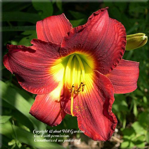 Photo of the bloom of Daylily (Hemerocallis 'Razzmatazz') posted by vic ...