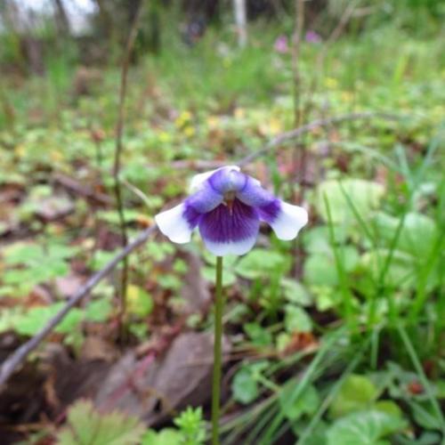 Ivy Leaved Violet (Viola banksii) in the Violas Database - Garden.org