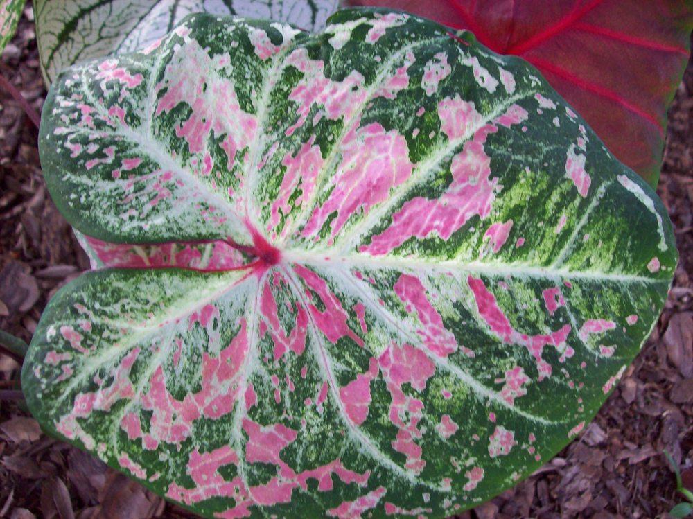 Photo of the leaves of Fancy-leaf Caladium (Caladium 'Pink Cloud ...
