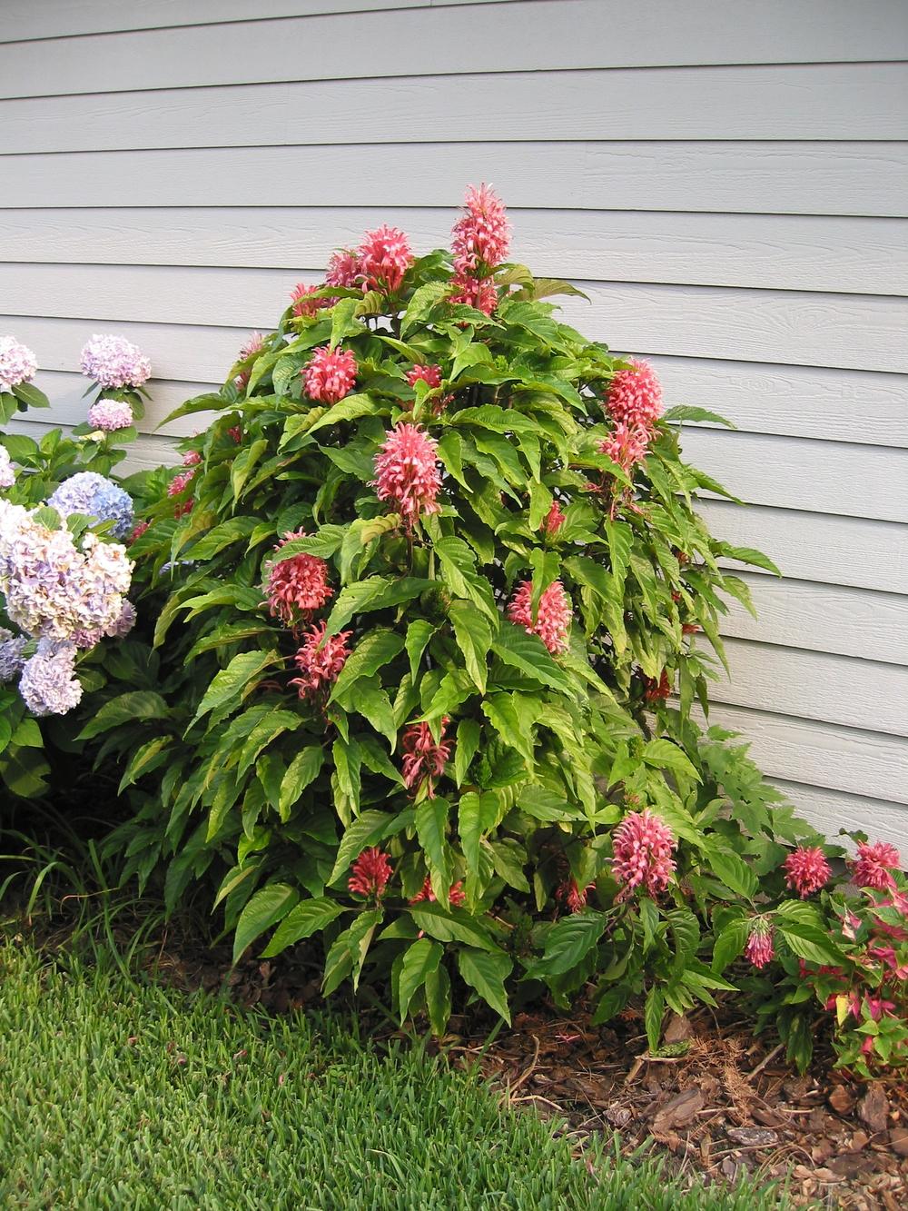 Photo of the entire plant of Brazilian Plume (Justicia carnea) posted ...