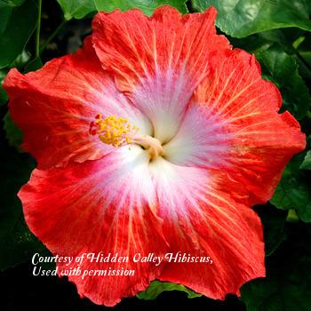 Tropical Hibiscus (Hibiscus rosa-sinensis 'Neon Glow') in the Tropical ...