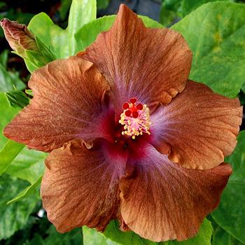 Tropical Hibiscus (Hibiscus rosa-sinensis 'Le Chocolat') in the ...