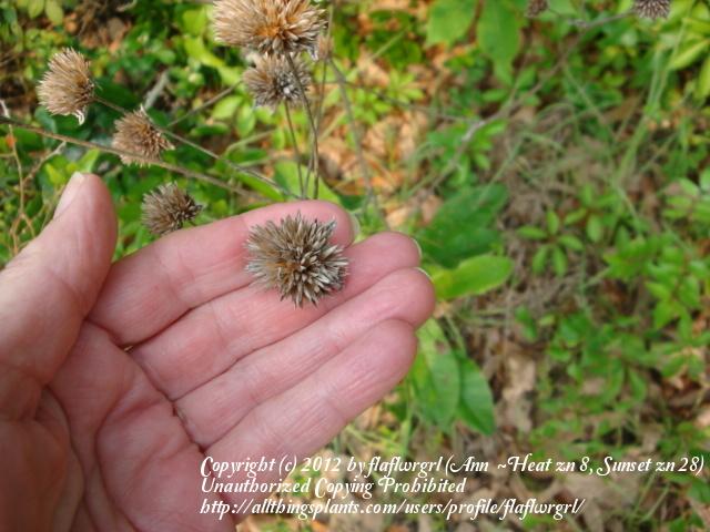 Photo of the seed pods or heads of Tall Elephants Foot (Elephantopus ...
