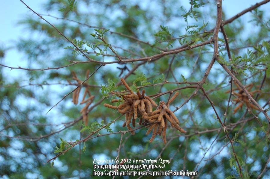 Screwbean Mesquite (Strombocarpa pubescens) - Garden.org