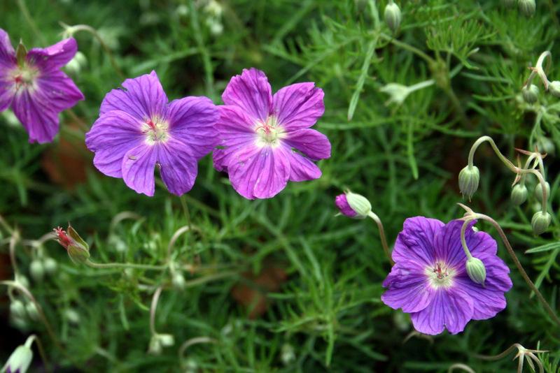Photo of the bloom of Carpet Geranium (Geranium incanum) posted by ...