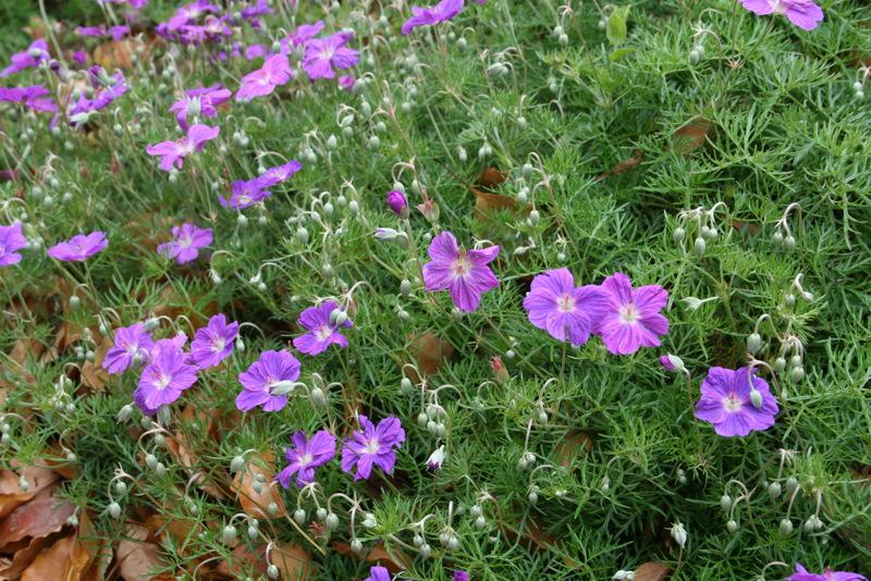 Photo of the entire plant of Carpet Geranium (Geranium incanum) posted ...