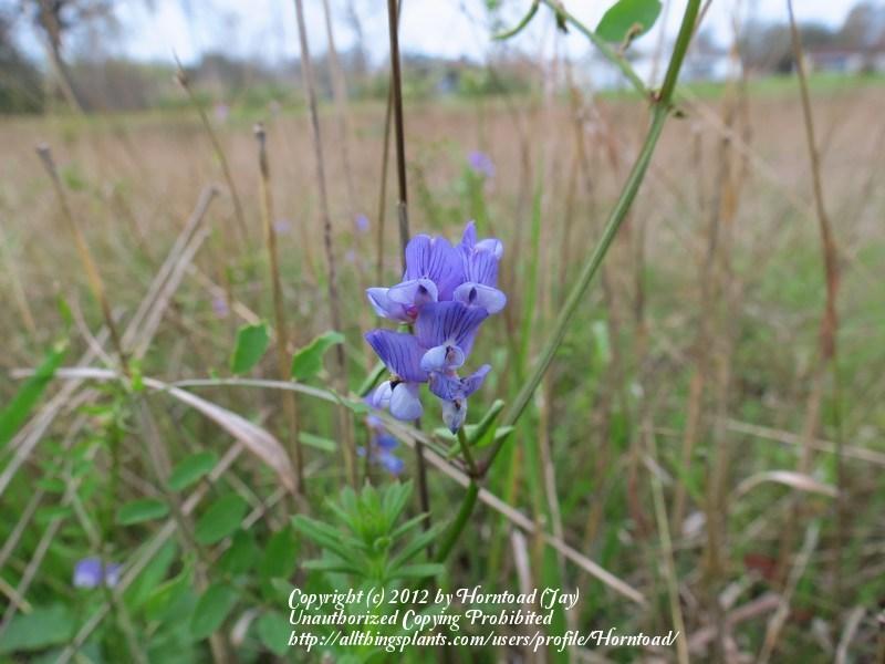 Photo of the bloom of Deer Pea Vetch (Vicia ludoviciana) posted by ...