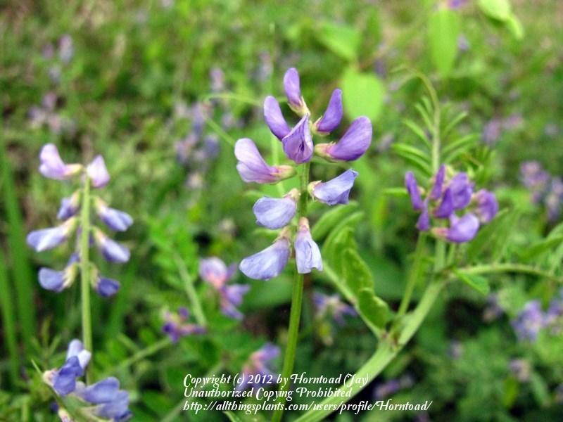 Photo of the bloom of Deer Pea Vetch (Vicia ludoviciana) posted by ...