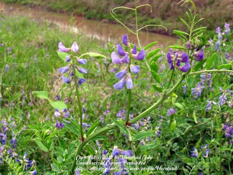 Deer Pea Vetch (Vicia ludoviciana) - Garden.org