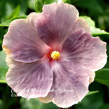Tropical Hibiscus (Hibiscus rosa-sinensis 'Lila') in the Tropical ...