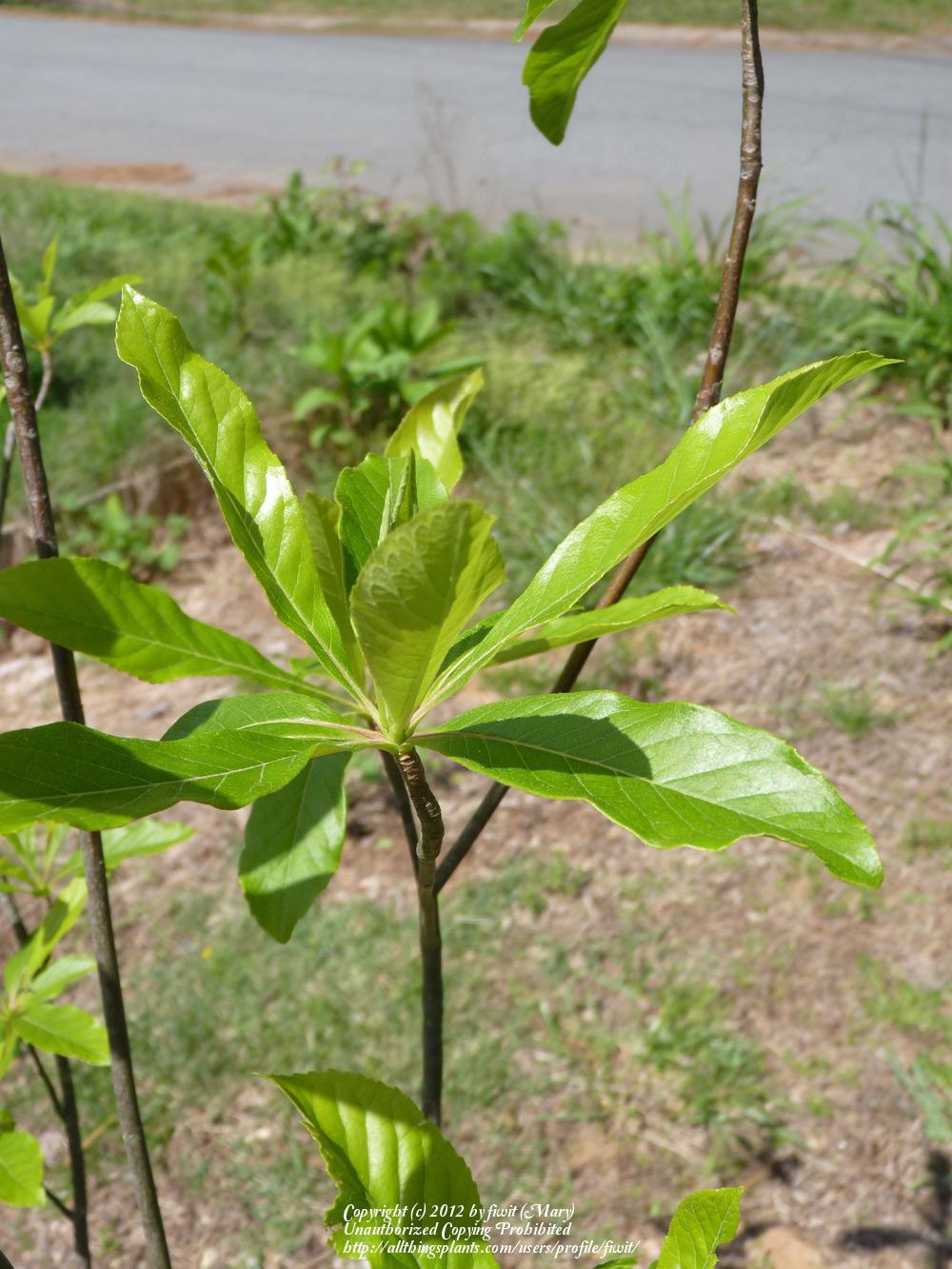 Photo of the leaves of Franklin Tree (Franklinia alatamaha) posted by ...