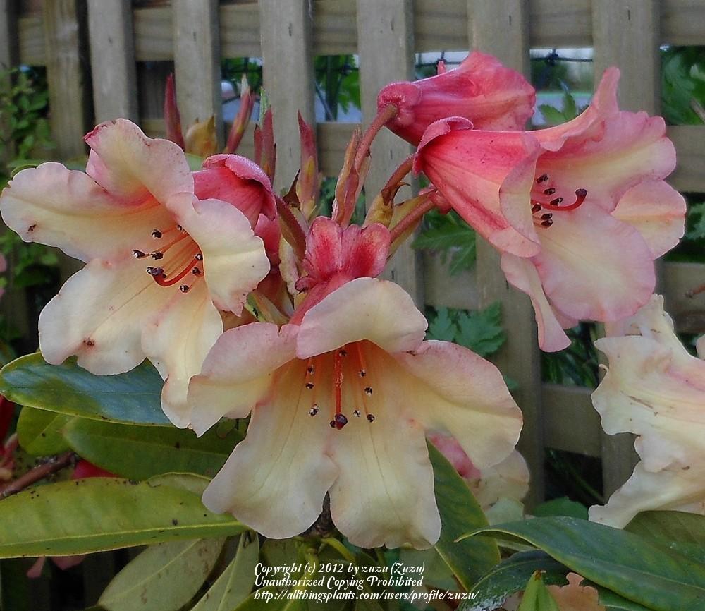 Rhododendron 'Jingle Bells' in the Rhododendrons Database - Garden.org