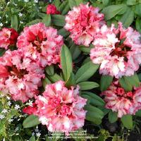 Rhododendron 'Fire Rim' in the Rhododendrons Database - Garden.org