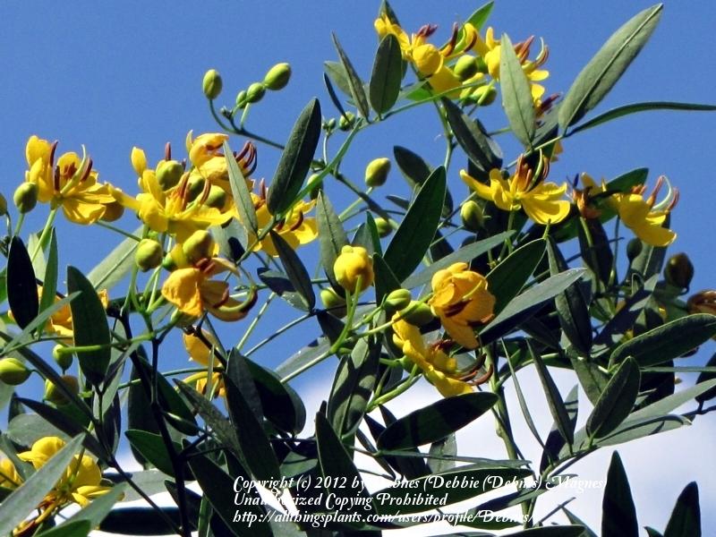 Photo of the bloom of Tree Senna (Senna corymbosa) posted by Debnes ...