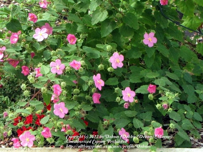 Photo of the entire plant of Rock Rose (Pavonia lasiopetala) posted by ...