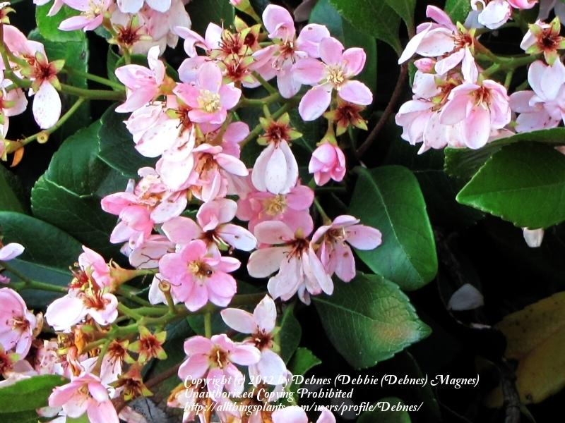 Indian Hawthorn (Rhaphiolepis indica 'Pink Lady') - Garden.org