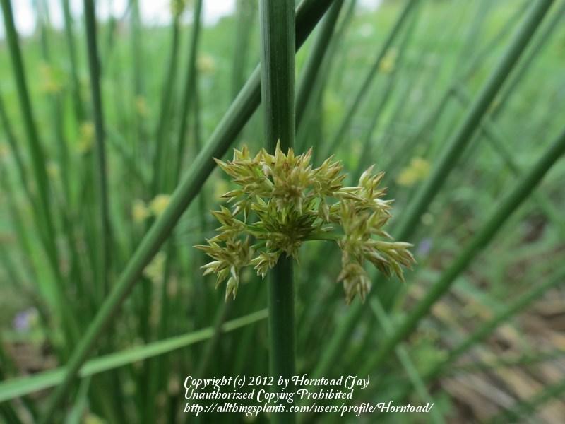 Photo of the bloom of Common Rush (Juncus effusus) posted by Horntoad ...
