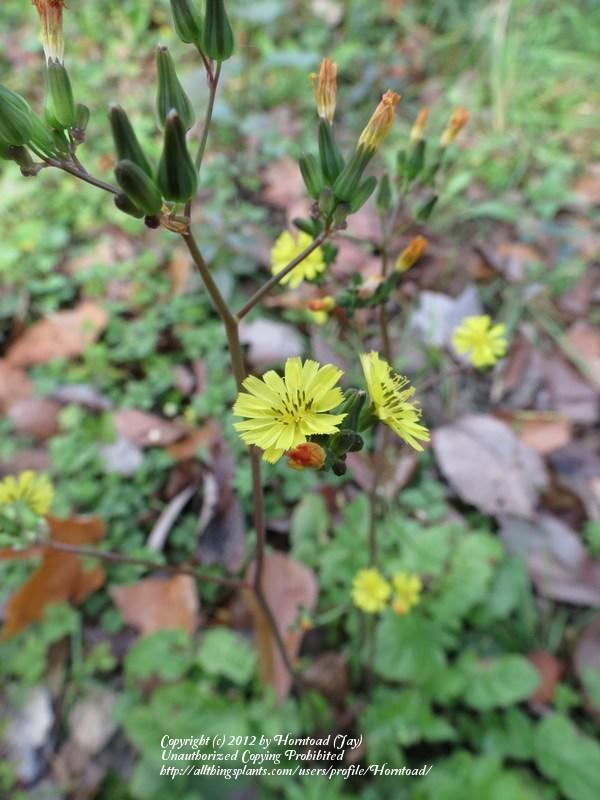 Photo of the bloom of Oriental False Hawksbeard (Youngia japonica ...