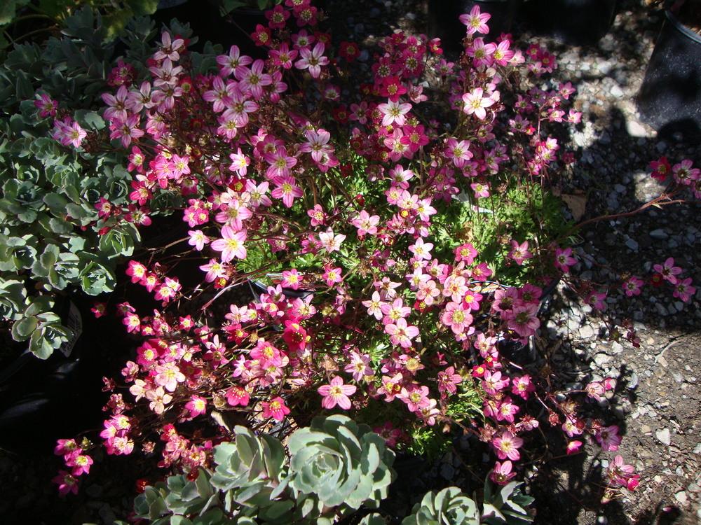 Photo of the bloom of Rockfoil (Saxifraga 'Triumph') posted by Paul2032 ...
